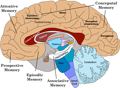 Part Part Of Brain That Controls Memory